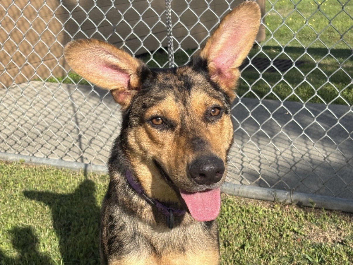 Pet of The Week: Meet Bunny! – KGTX 7 Galveston County
